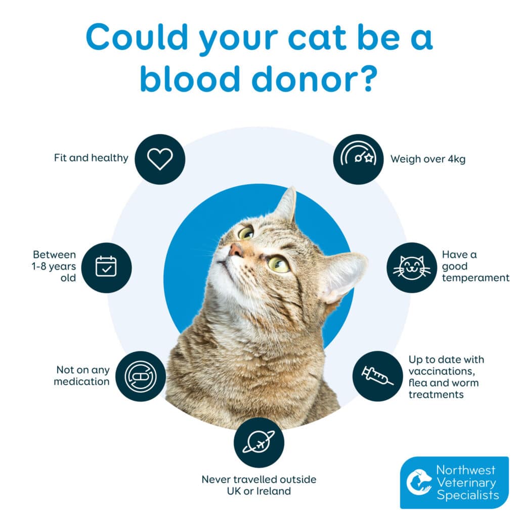 Feline Blood Donors | NW Specialists | Runcorn